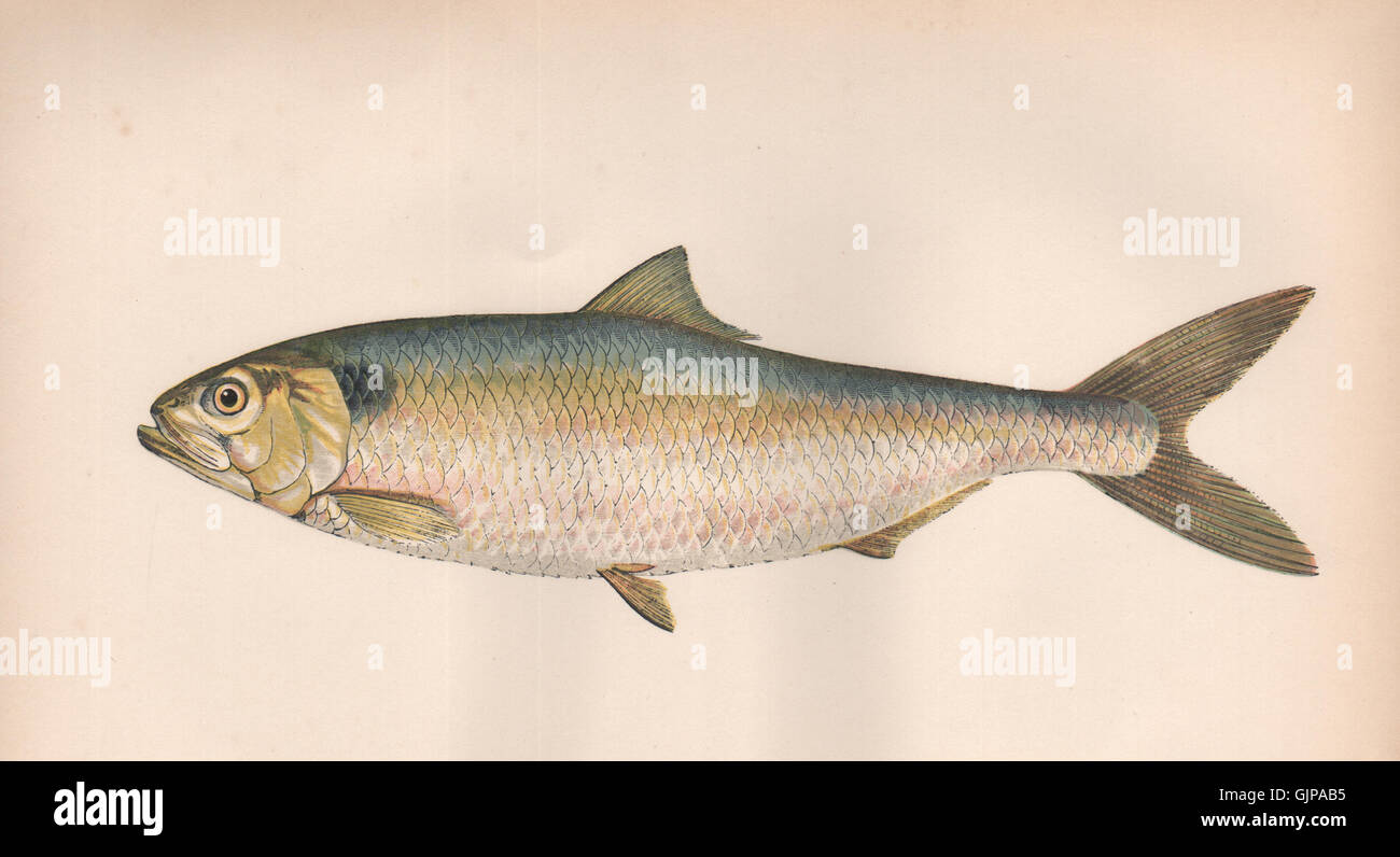 Alewife fish hi-res stock photography and images - Alamy
