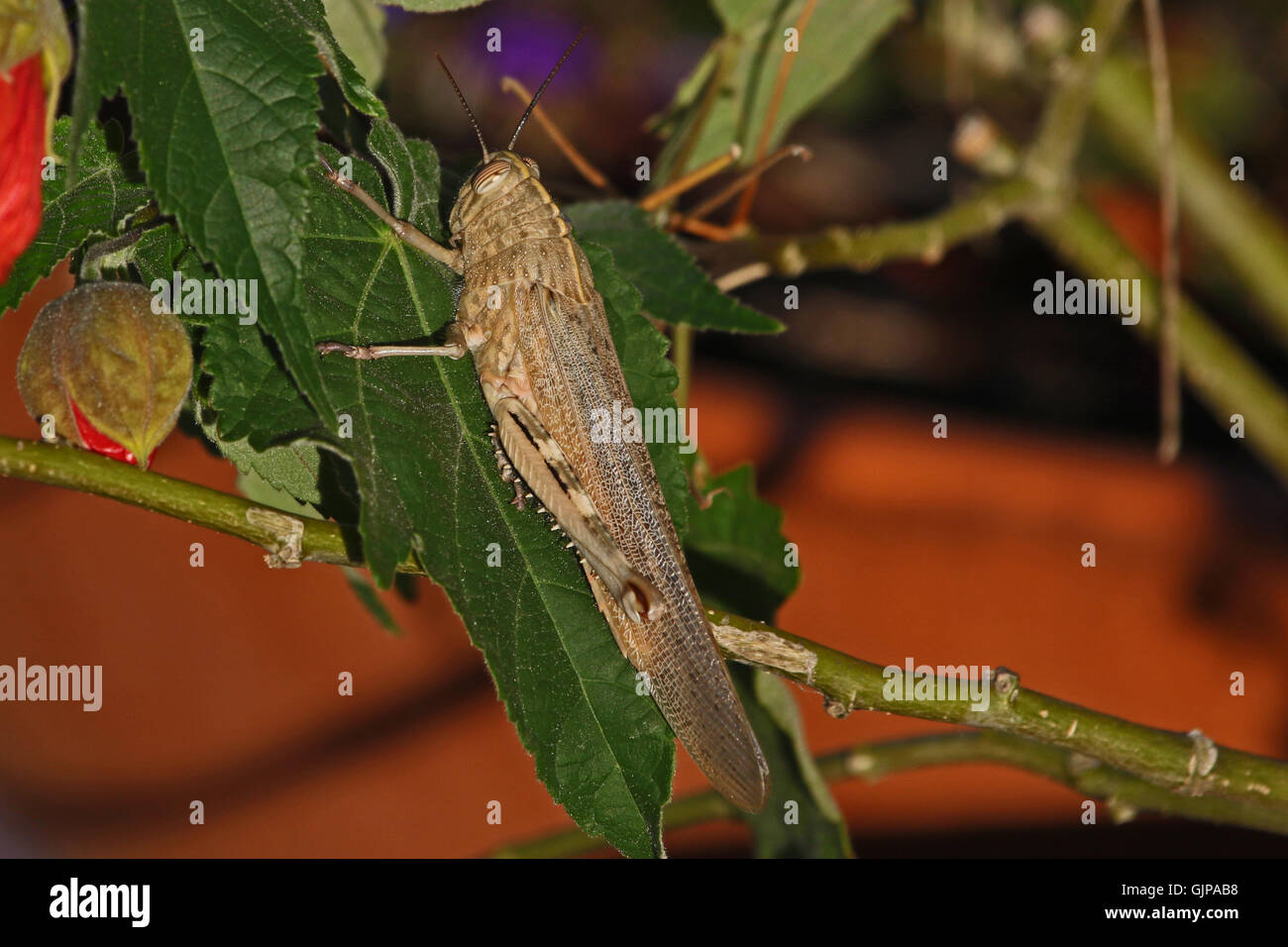 Egyptian grasshopper on a hibiscus bush close up v showing stripe on ...