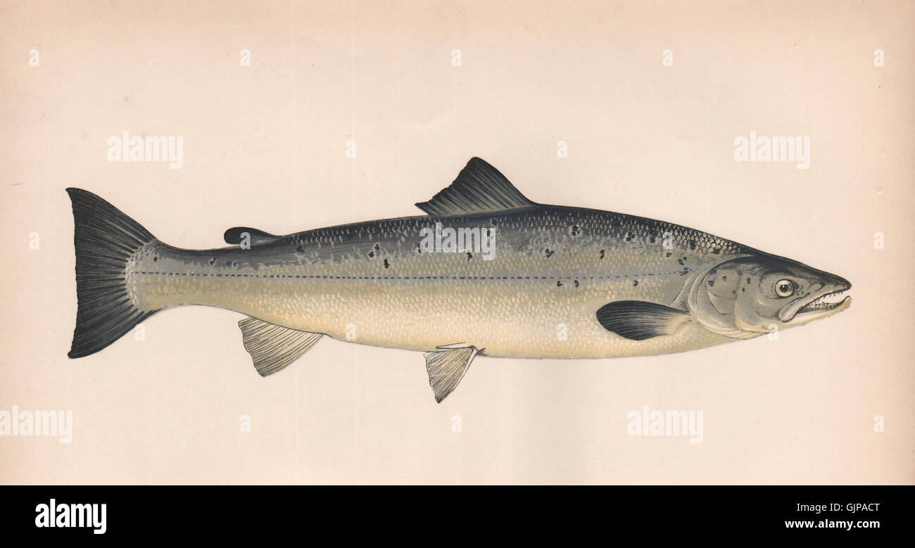 ATLANTIC SALMON. Salmo salar. COUCH, antique print 1862 Stock Photo - Alamy