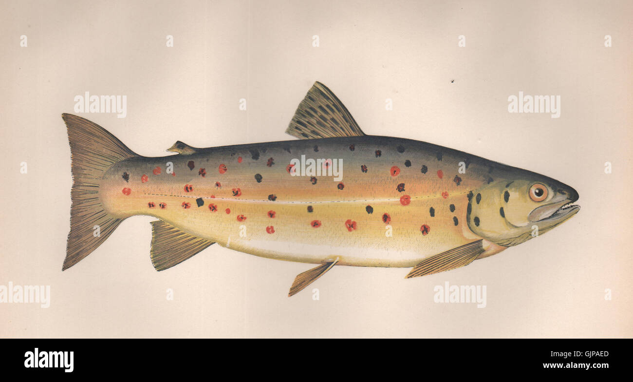 Salmo stomachicus hi-res stock photography and images - Alamy
