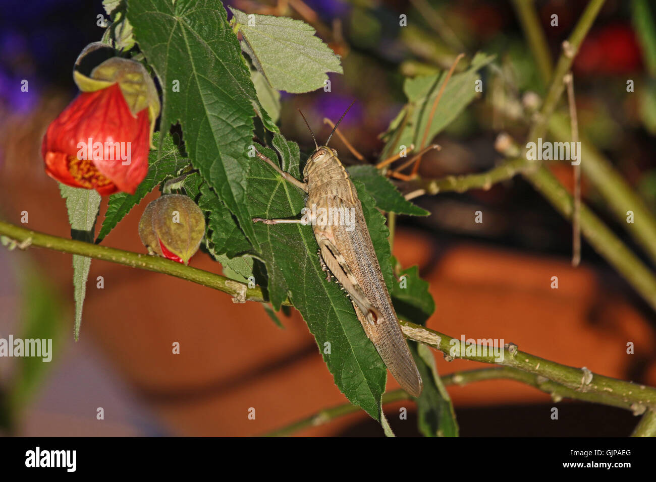 Egyptian grasshopper on a hibiscus bush close up v showing stripe on ...