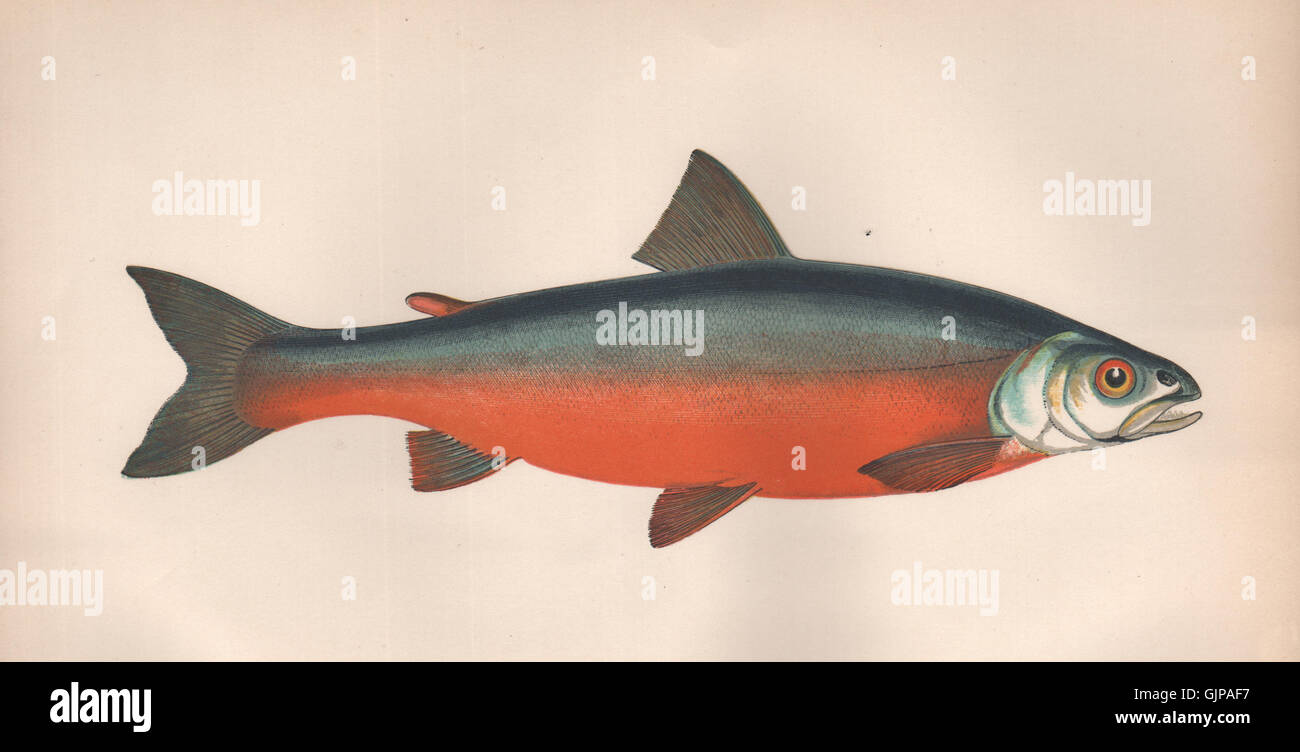 Char cole hi-res stock photography and images - Alamy