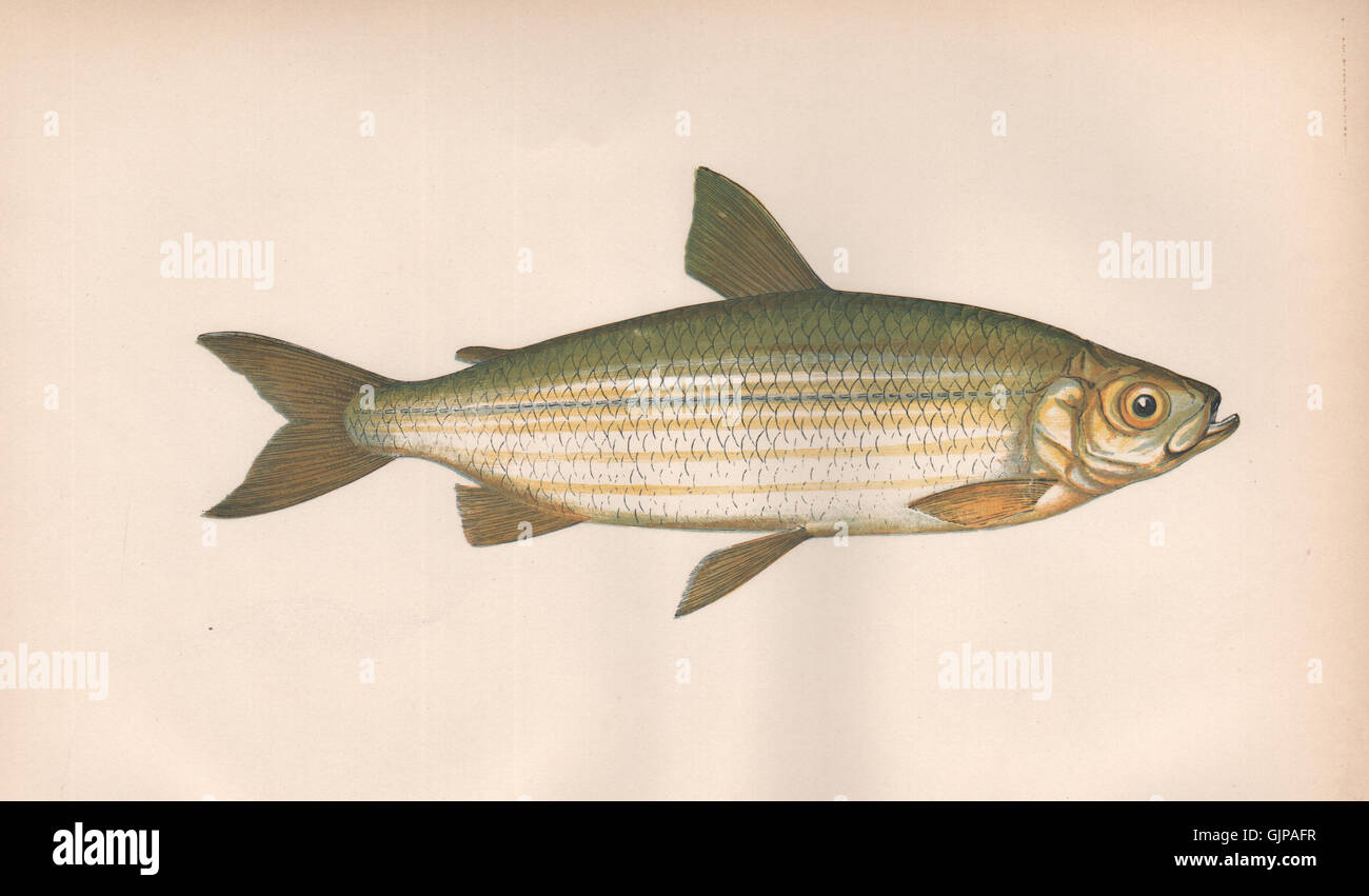 Vendace hi-res stock photography and images - Alamy