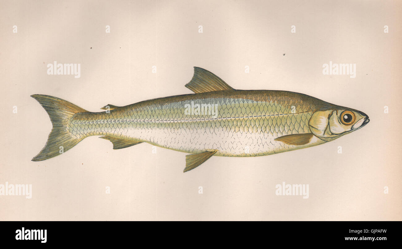 IRISH POLLAN. Coregonus pollan, Coregonus autumnalis, Arctic Cisco ...