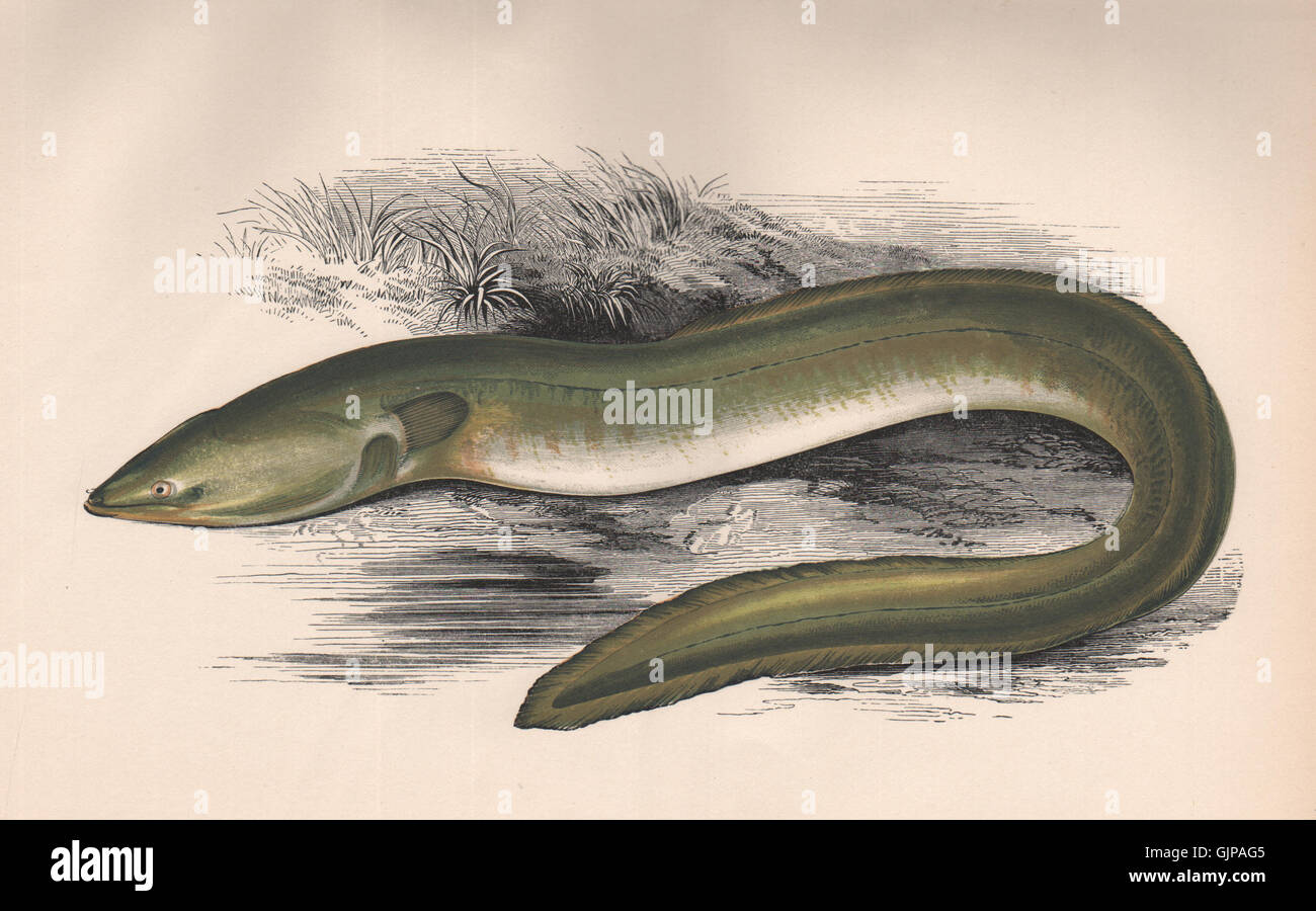 Eel anguilla hi-res stock photography and images - Alamy