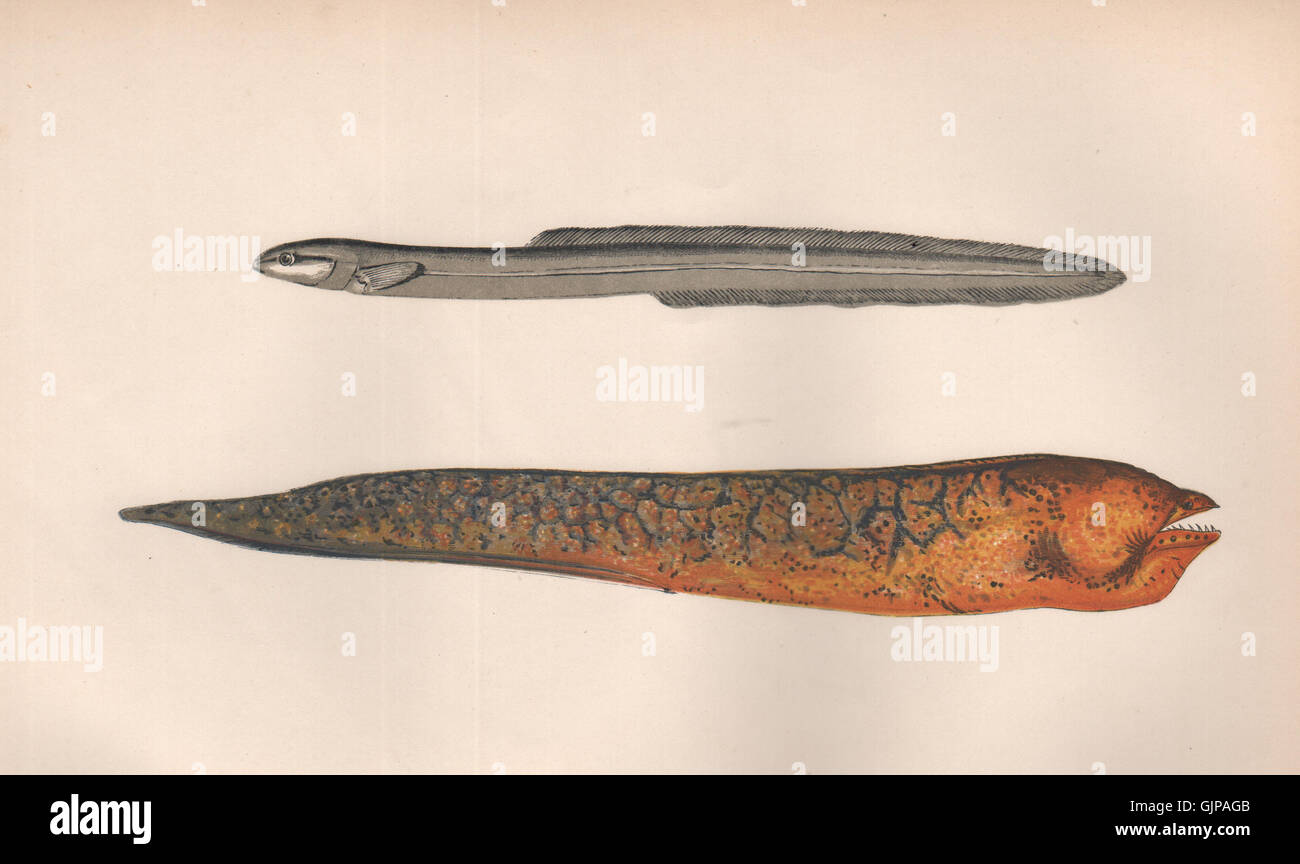 ROCK GUNNEL; MORAY EEL. Pholis gunnellus, Muraena helena. COUCH, print ...