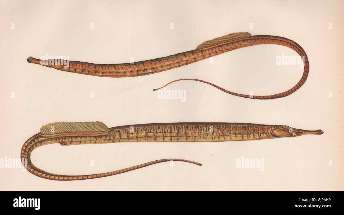 SNAKE PIPEFISH & VARIETY. Entelurus aequoreus, Ocean pipefish. COUCH ...