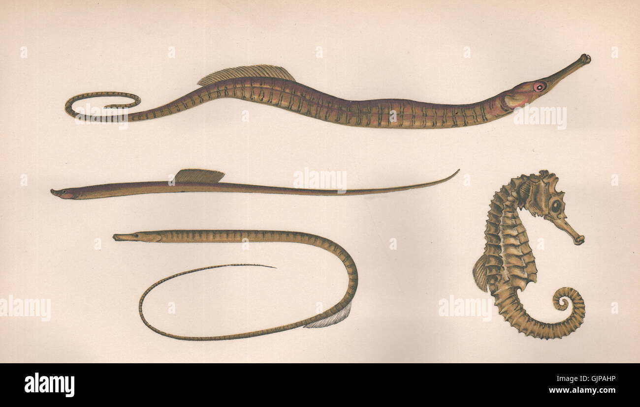 Short nosed sea snake hi-res stock photography and images - Alamy