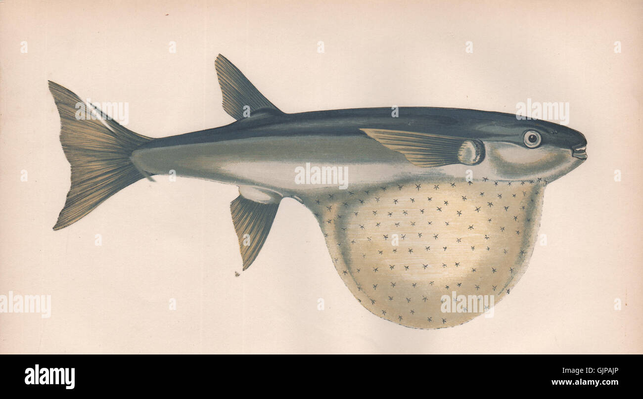 STARRY TOADFISH. Arothron stellatus, Stellate puffer, Starry puffer ...