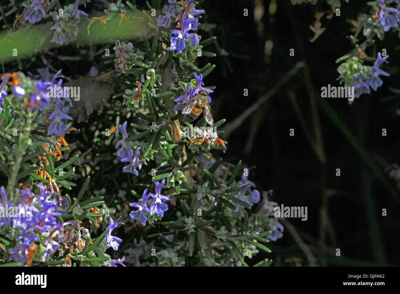 Honey bee collecting pollen on prostrate rosemary bush apis mellifera ...