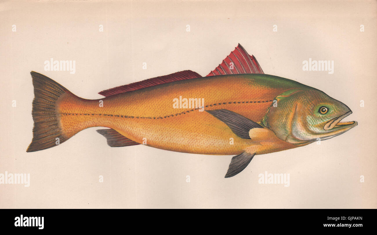 SCIAENA deliciosa or callaensis. Fish. COUCH, antique print 1862 Stock ...