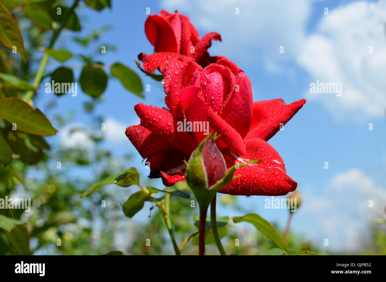 rose flowers a scarlet garden plant,a garden, against, blue, dew, flora ...