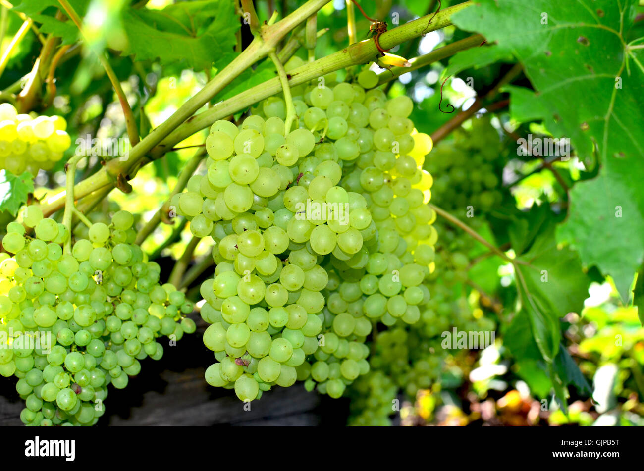 berry grapes ripe on bushes,a branch, a bush, a dessert, a fruit, a ...