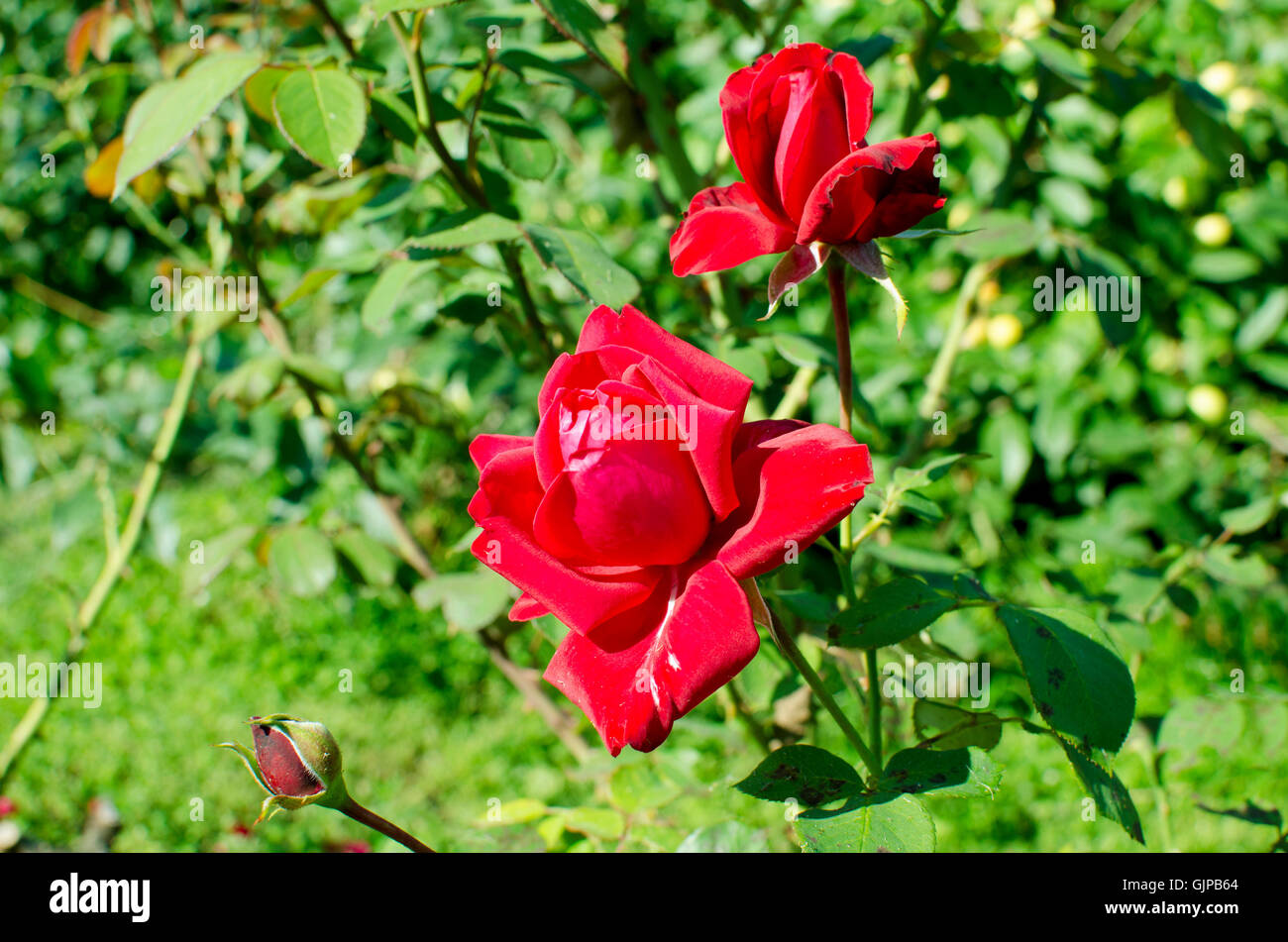 rose flowers a scarlet garden plant,a garden, against, dew, flora ...