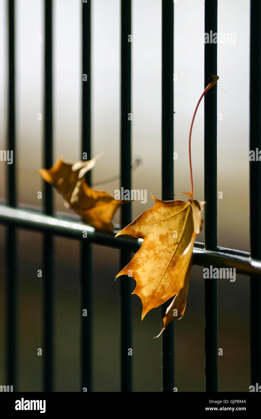 two withered maple tree leaves trapped between the bars of a black ...