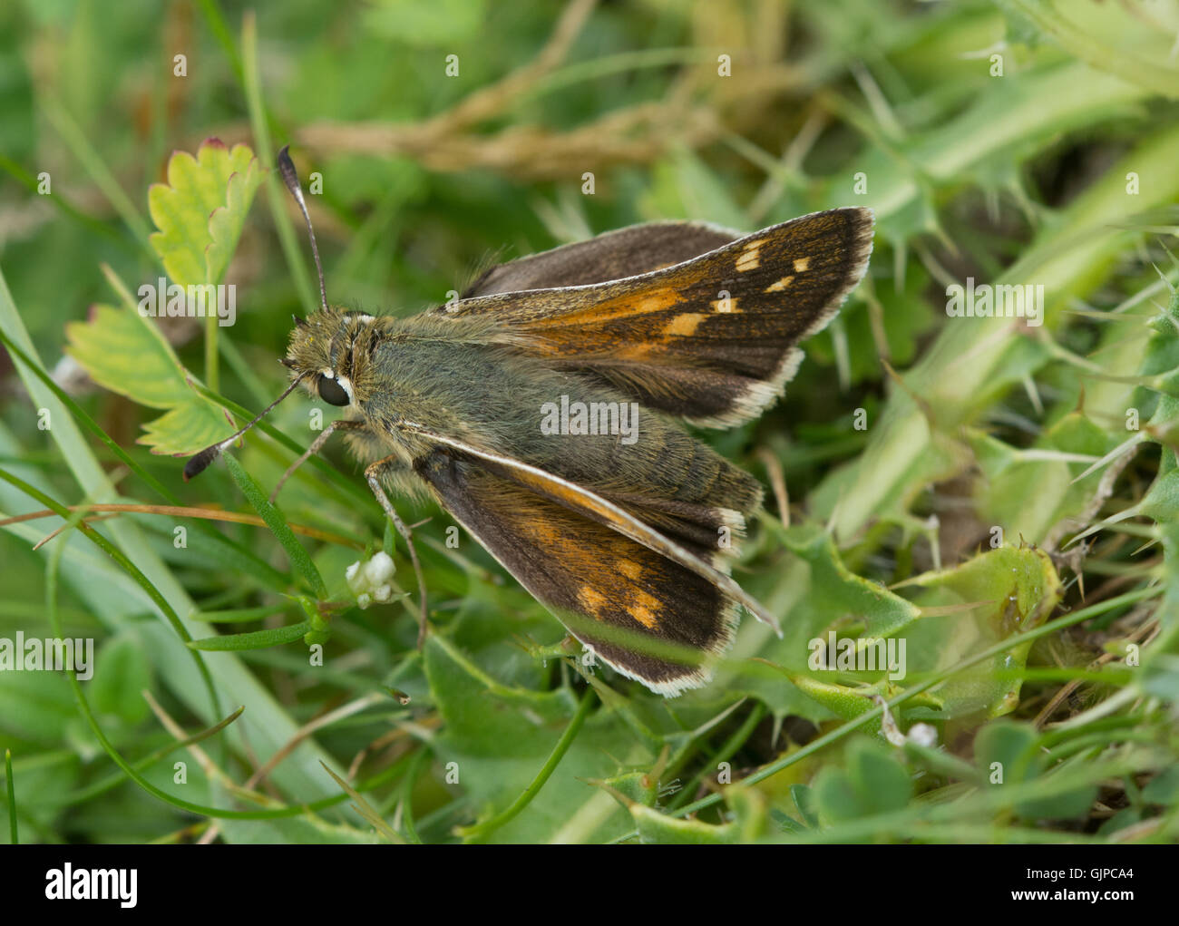 Silver spotter skipper hi-res stock photography and images - Alamy