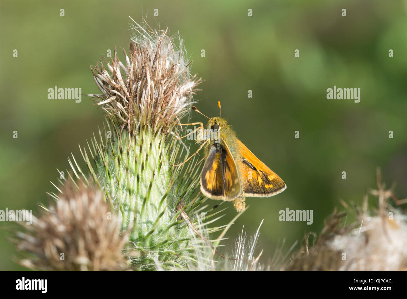 Insects spotter hi-res stock photography and images - Alamy