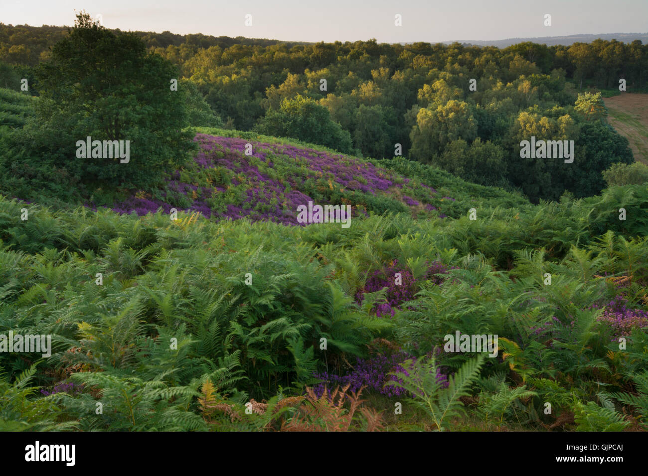 Landscape with heather hi-res stock photography and images - Alamy