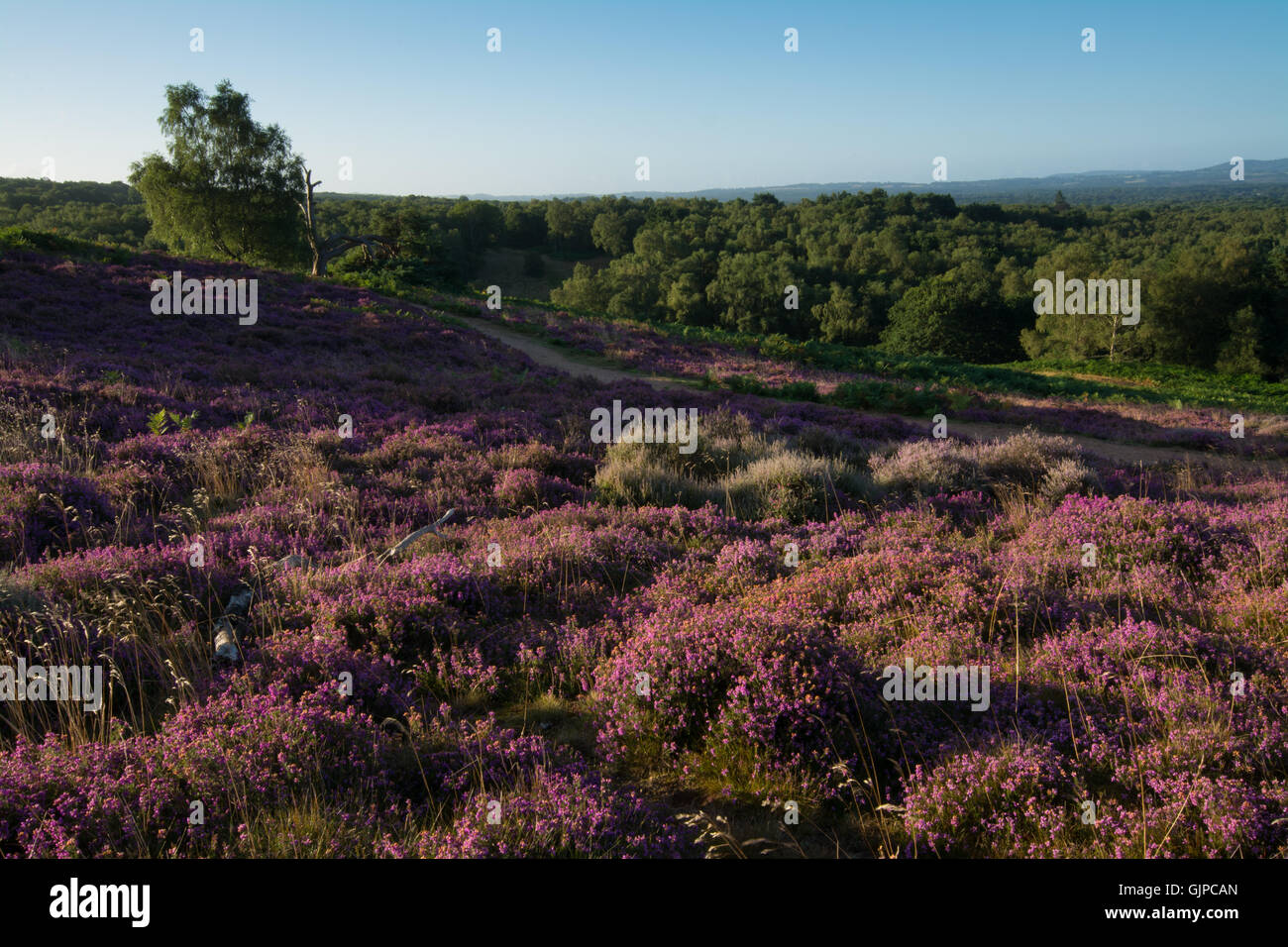 Early morning landscape over heather-covered hills at Puttenham Common ...