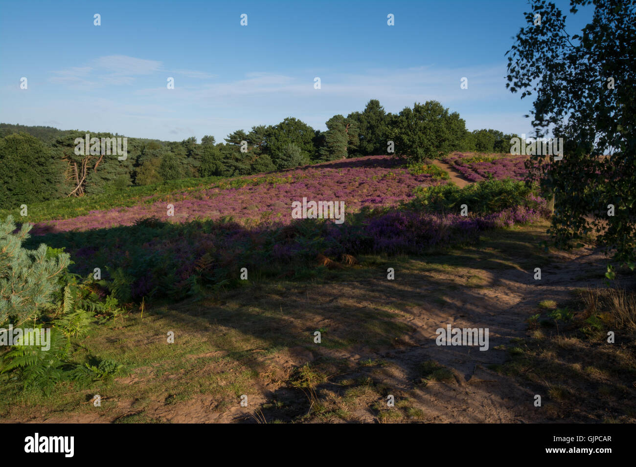 Early morning landscape over heather-covered hills at Puttenham Common ...