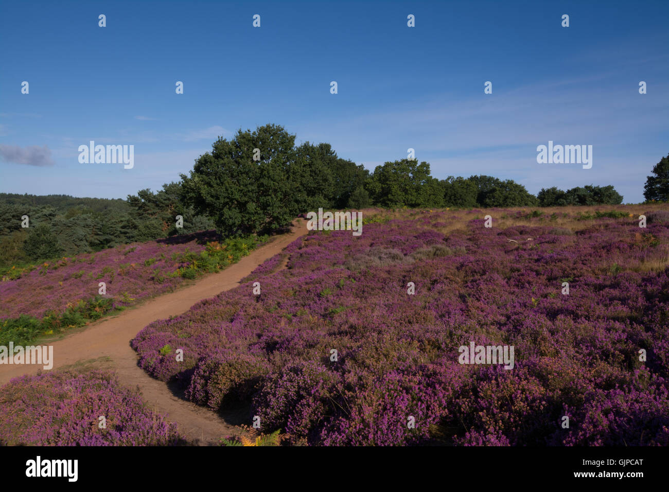 Early morning landscape over heather-covered hills at Puttenham Common ...