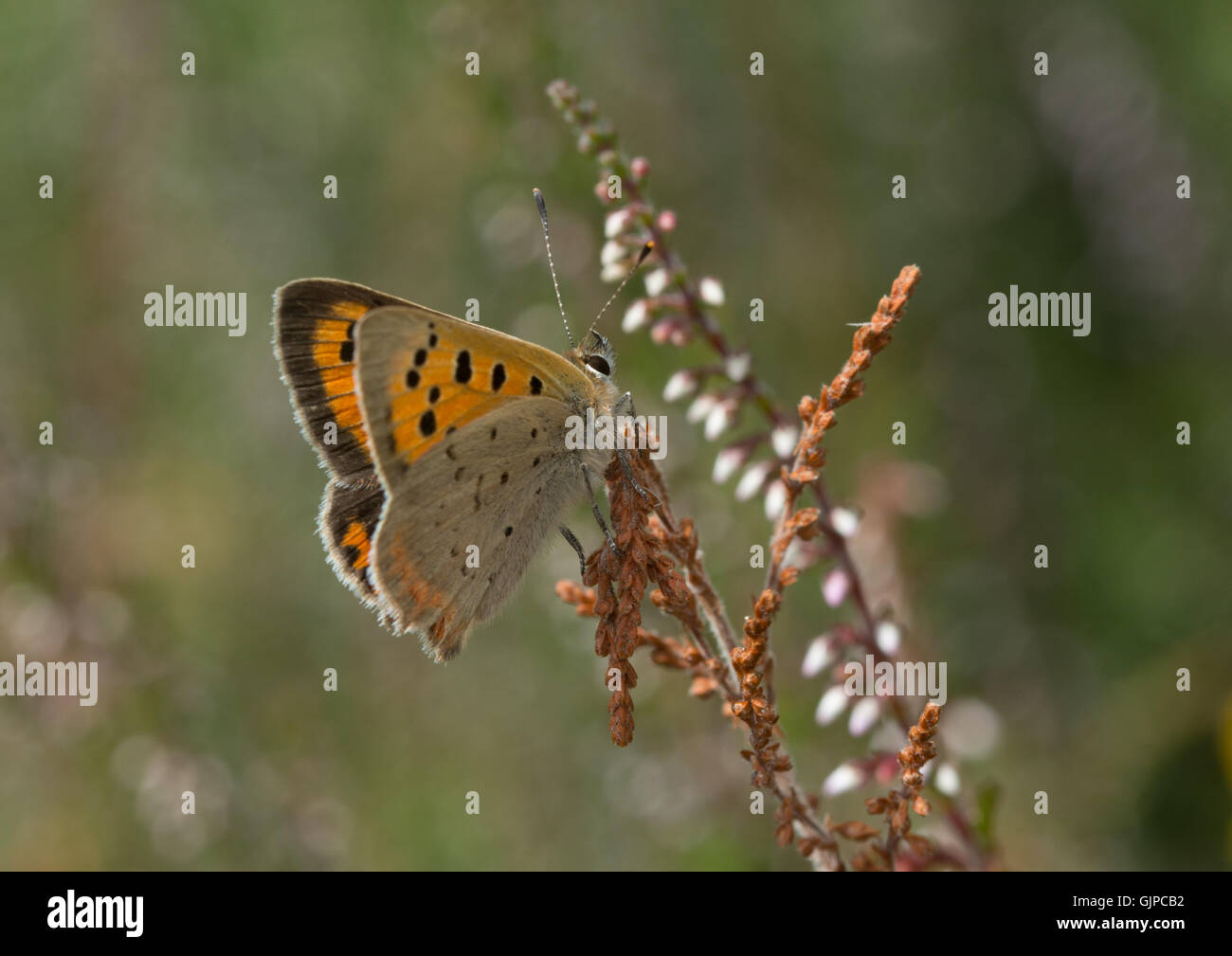Copper coloured butterfly hi-res stock photography and images - Alamy