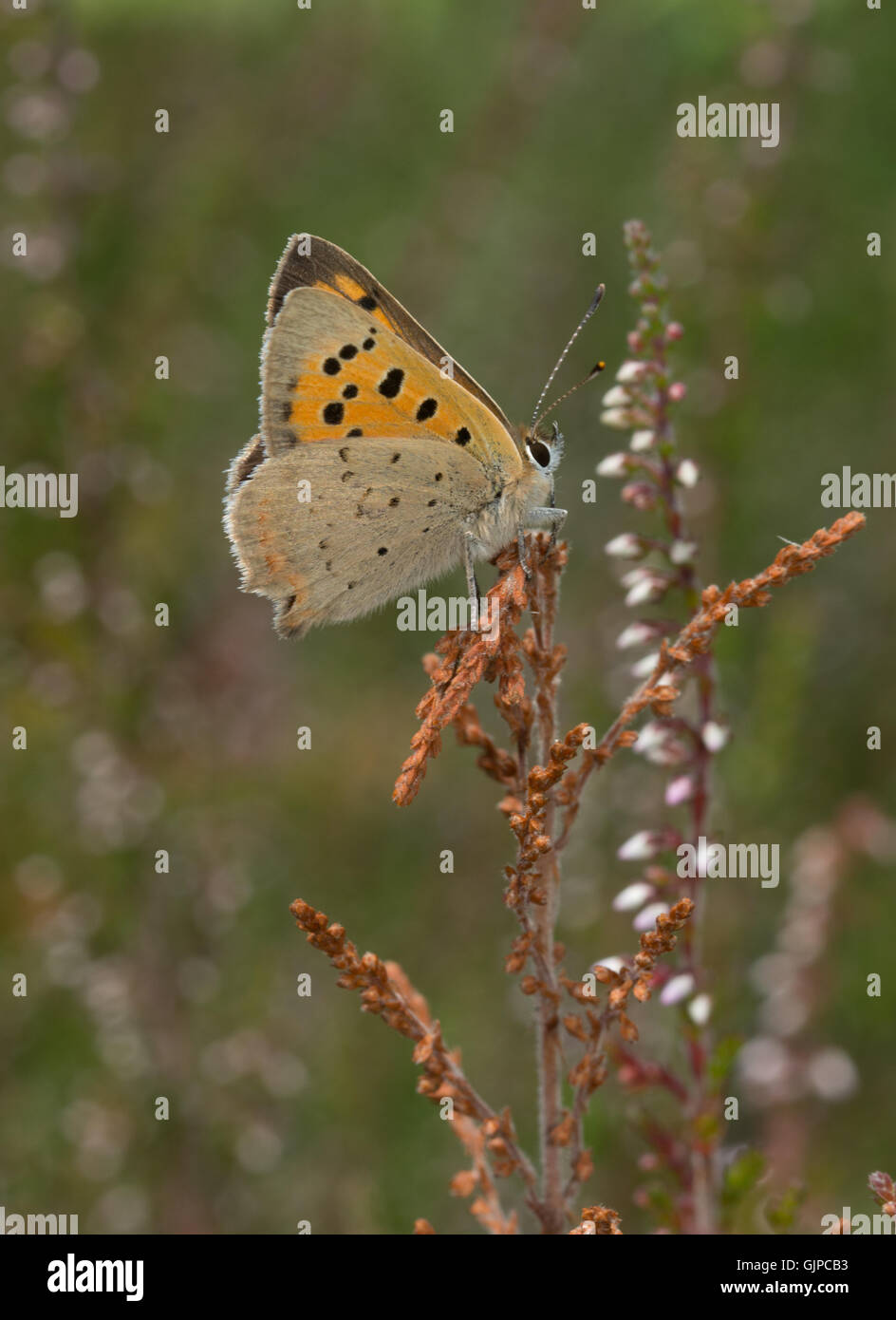Copper coloured butterfly hi-res stock photography and images - Alamy