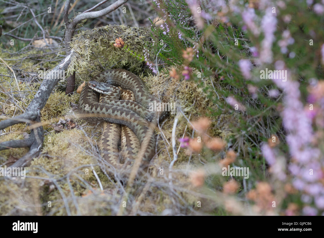 Habitat of adders hi-res stock photography and images - Alamy