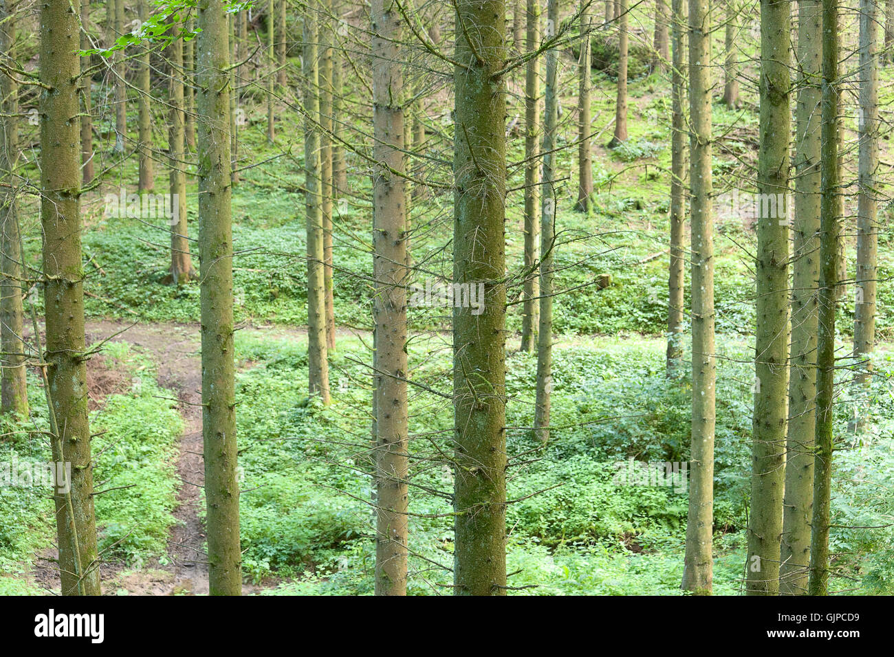 Forrest in Germany Stock Photo - Alamy
