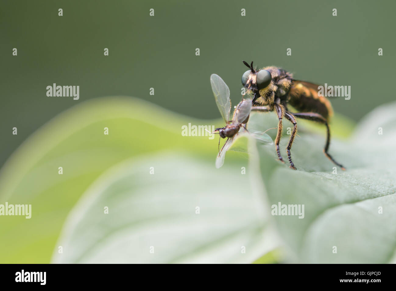 Fly eating another fly hi-res stock photography and images - Alamy