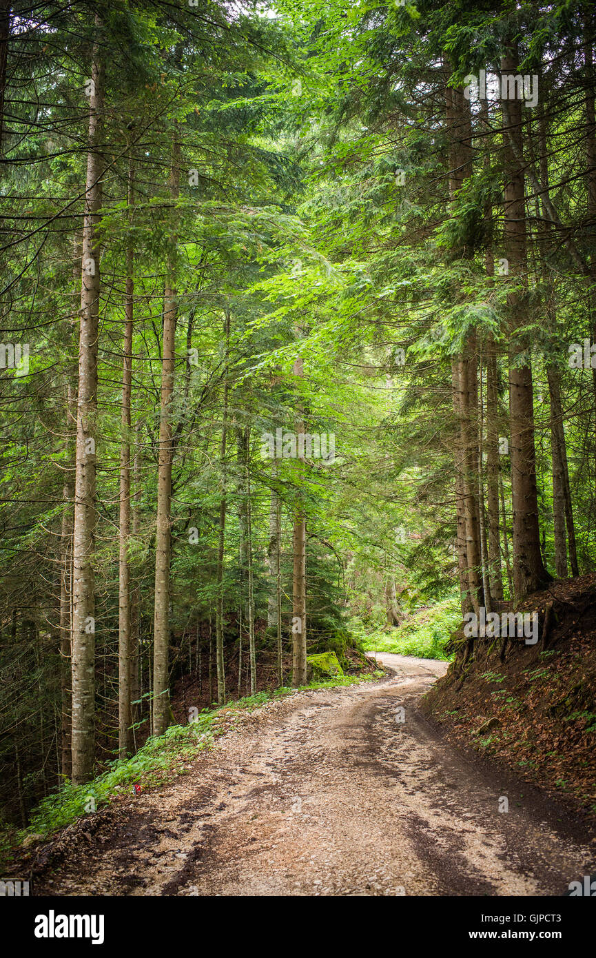 coniferous forest landscape in summer Stock Photo - Alamy