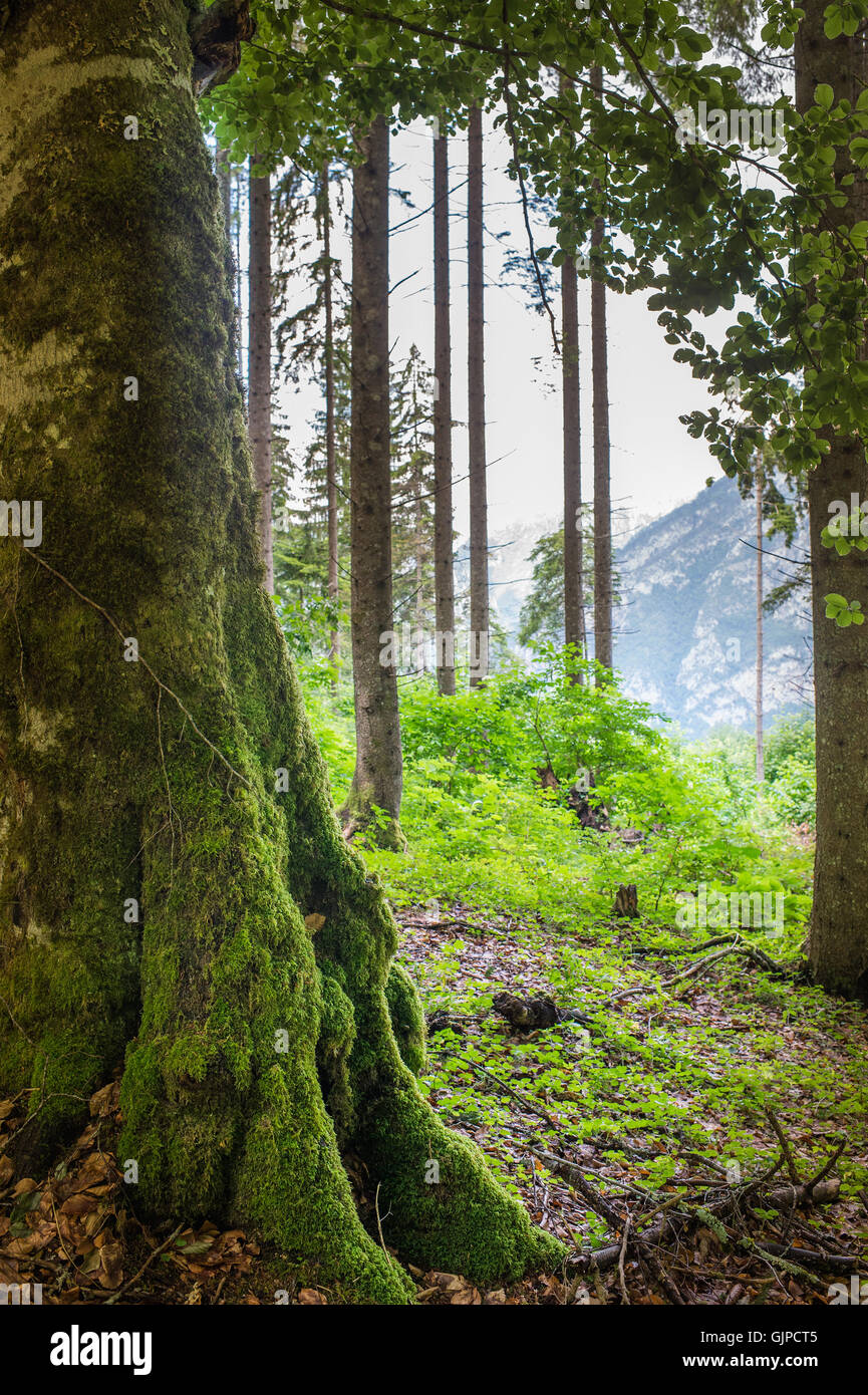 coniferous forest landscape in summer Stock Photo - Alamy