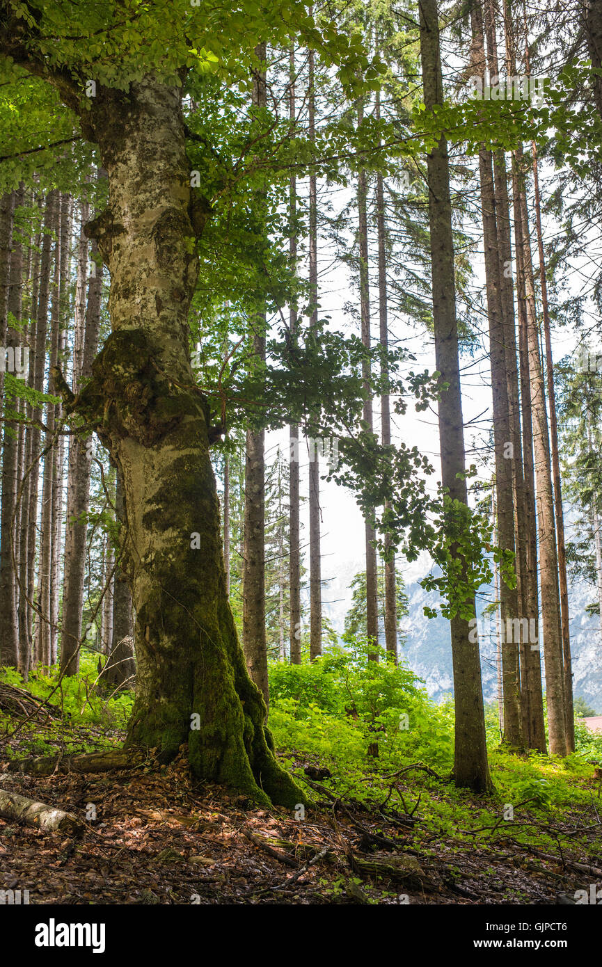 coniferous forest landscape in summer Stock Photo - Alamy