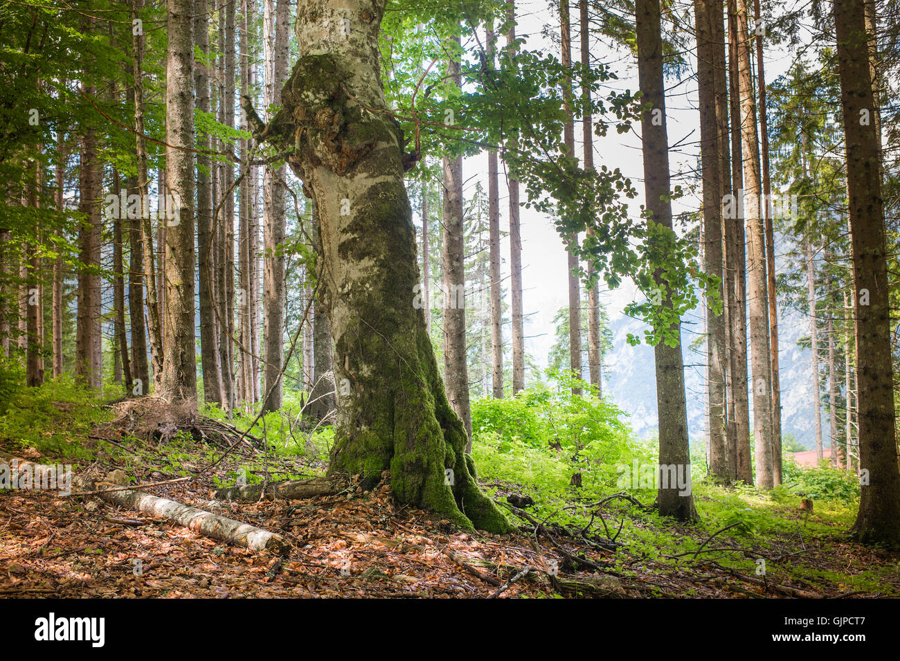 Coniferous forest landscape hi-res stock photography and images - Alamy