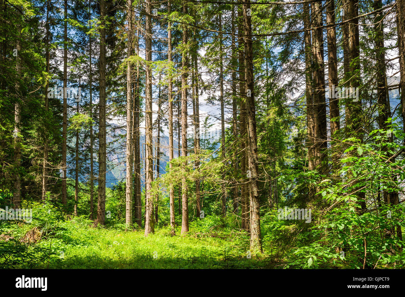 coniferous forest landscape in summer Stock Photo - Alamy