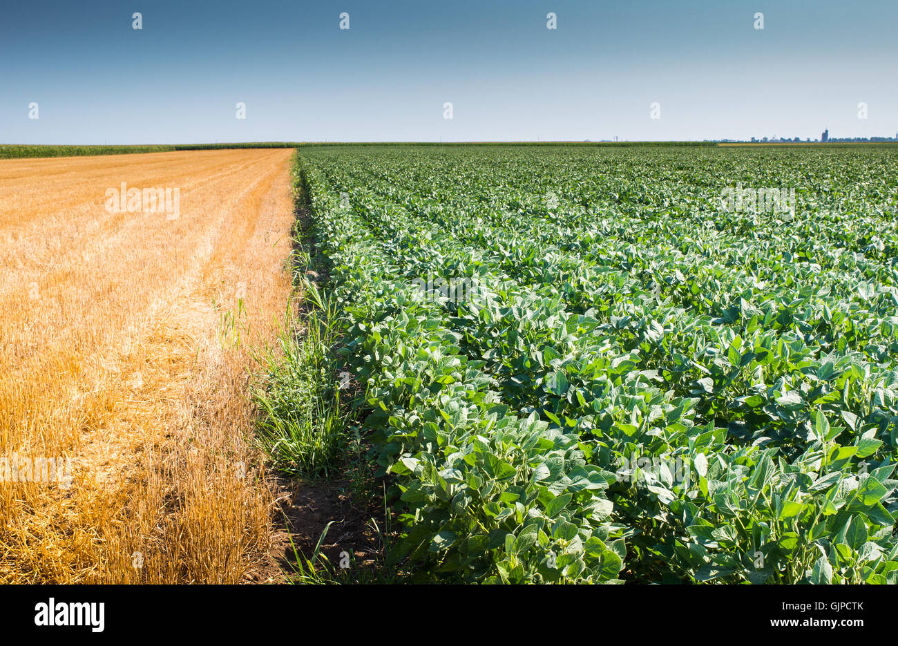 Soybean Field Rows in summer Stock Photo - Alamy
