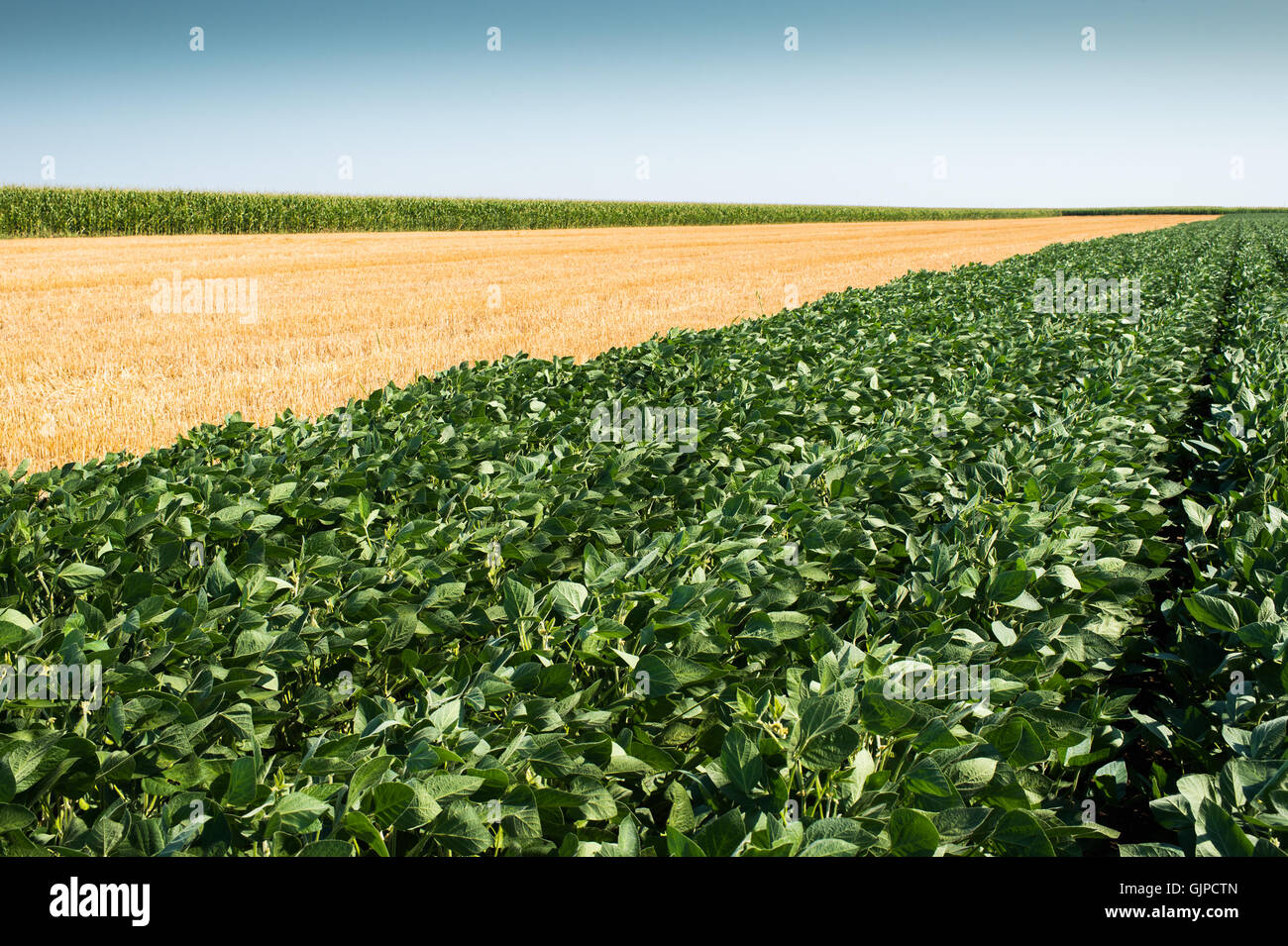 Soybean Field Rows in summer Stock Photo - Alamy