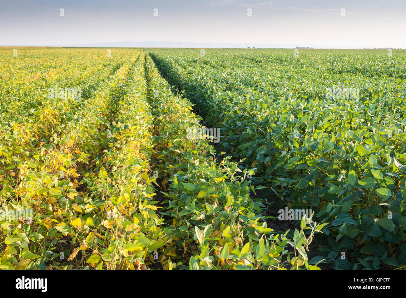 Soybean Field Rows in summer Stock Photo - Alamy