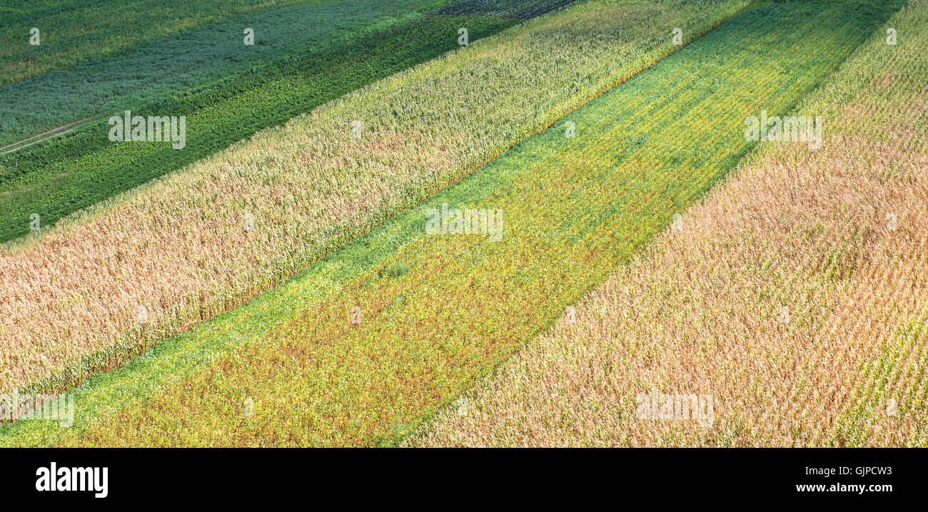 Rows of corn hi-res stock photography and images - Alamy