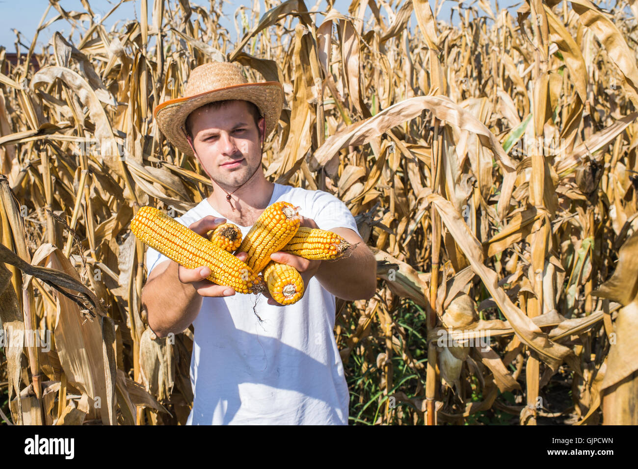 Man in corn field hi-res stock photography and images - Alamy