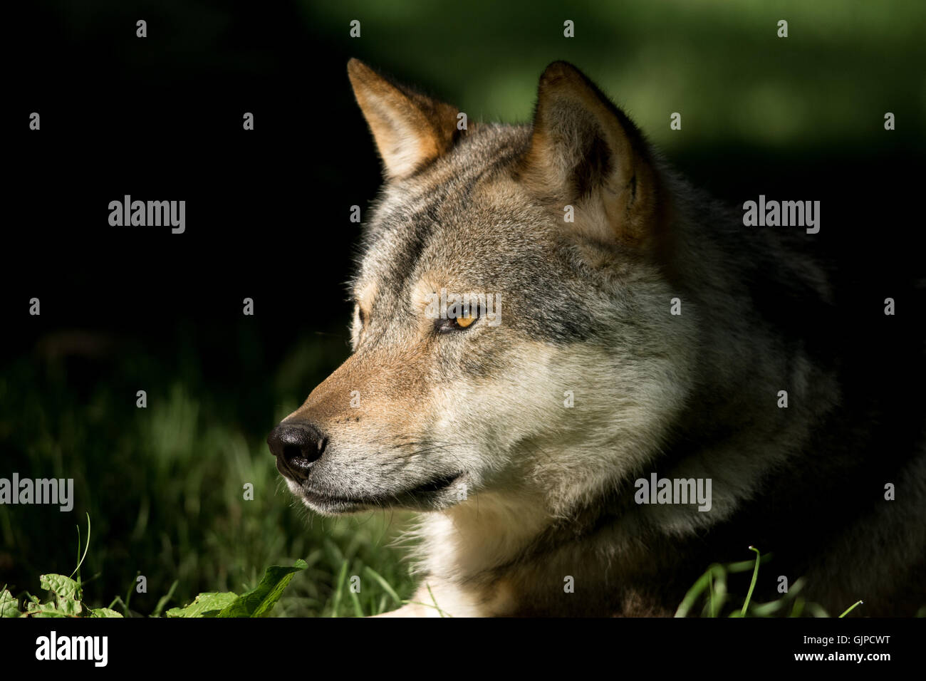 European grey wolf (Canis lupus Stock Photo - Alamy
