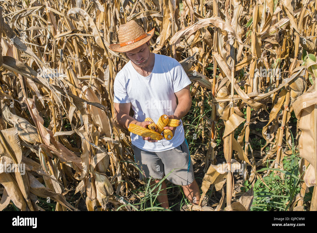 Farmer worker in corn field hi-res stock photography and images - Alamy