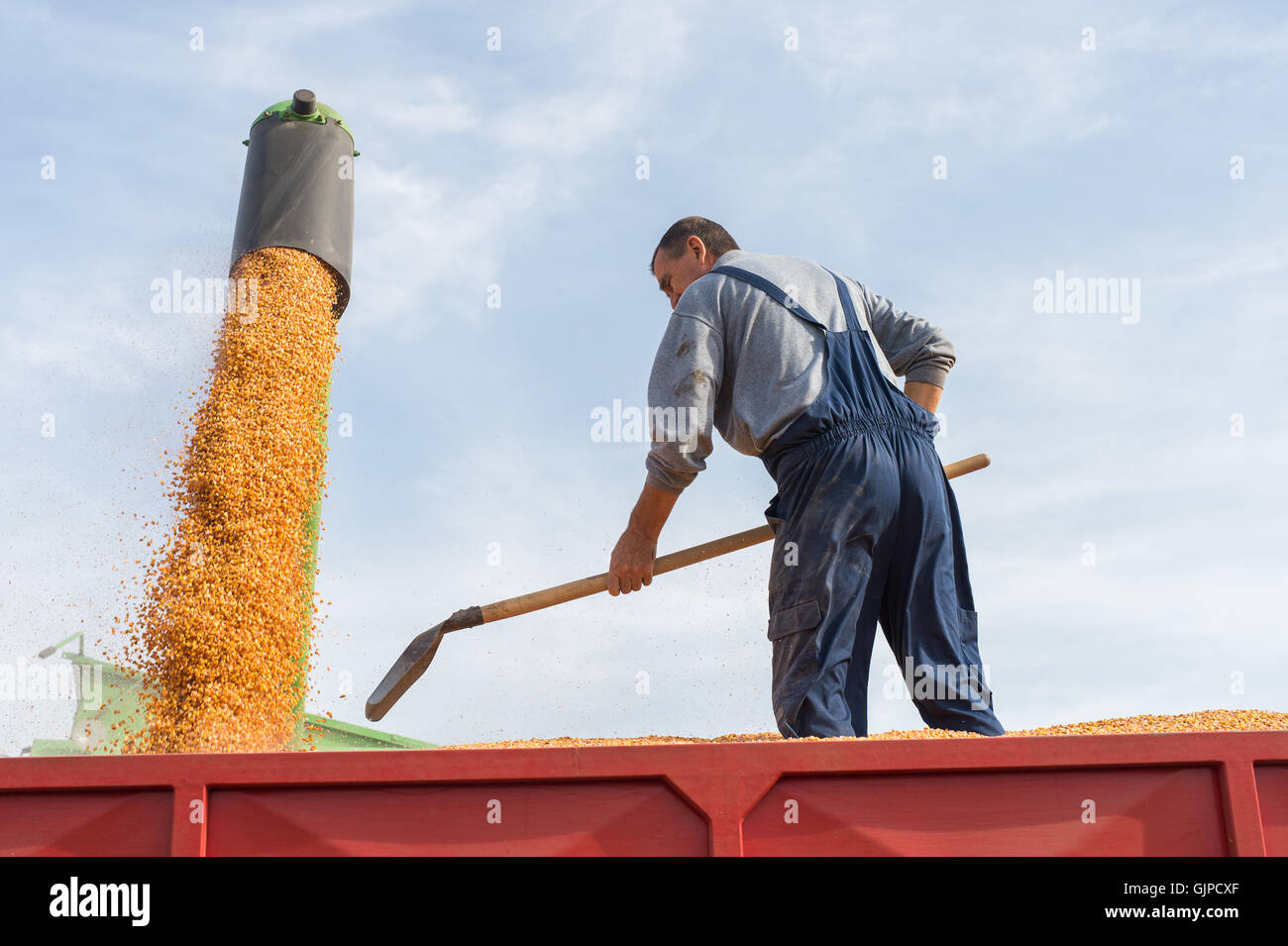 Corn harvest hi-res stock photography and images - Alamy