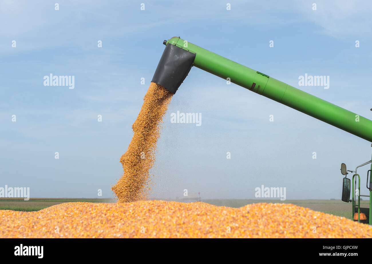 Combine harvesting corn unloading hi-res stock photography and images ...