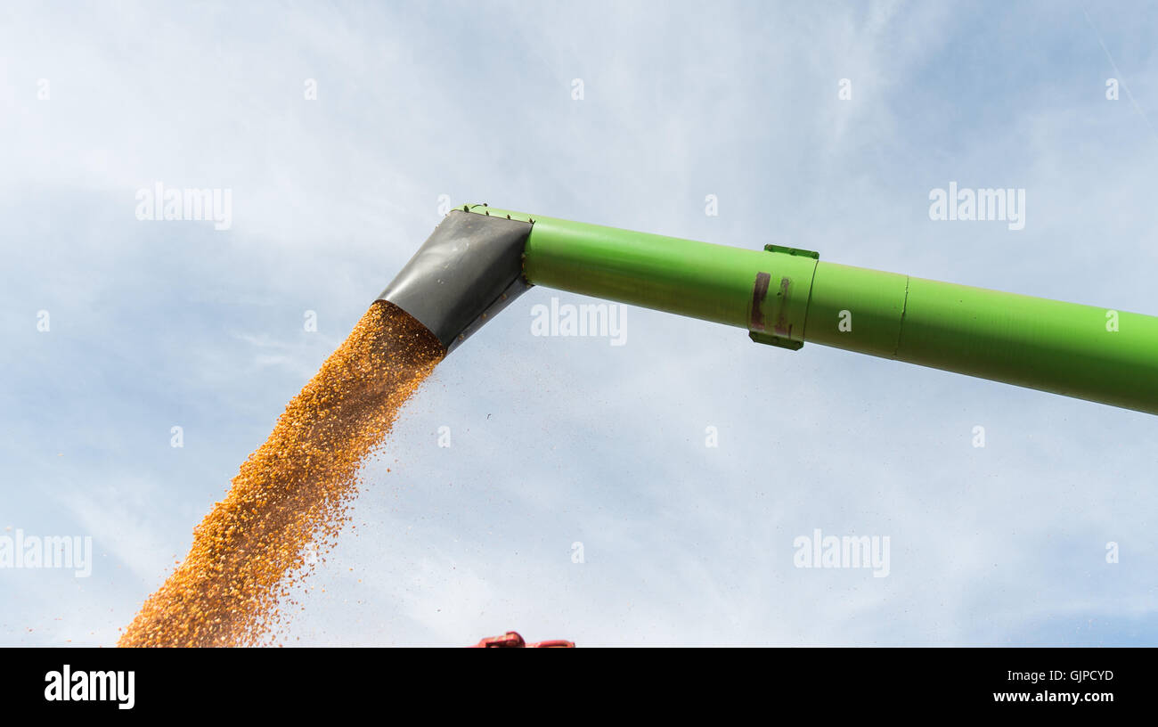 Combine harvesting corn unloading hi-res stock photography and images ...