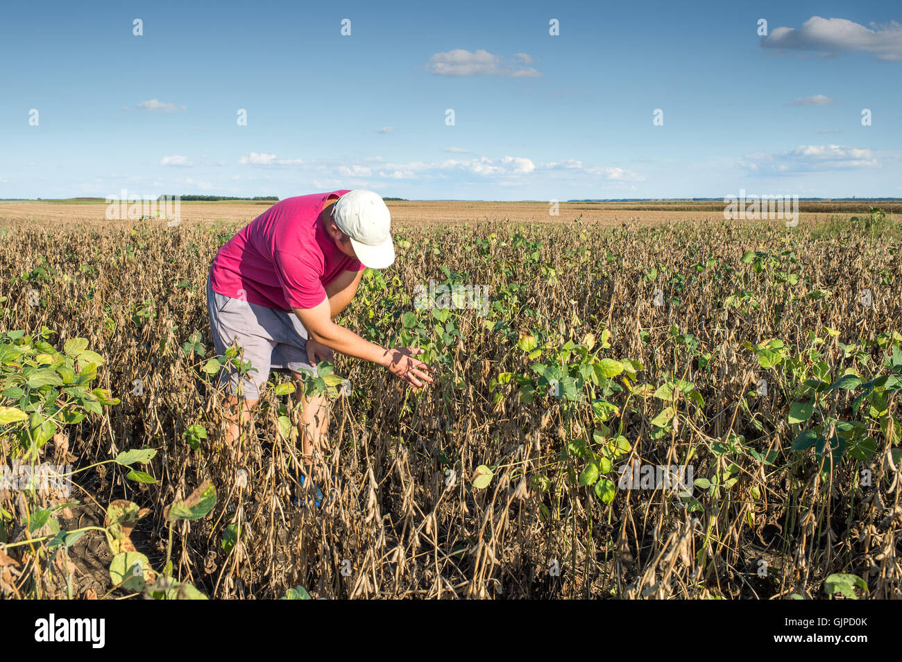 Young farmer in soybean fields Stock Photo - Alamy