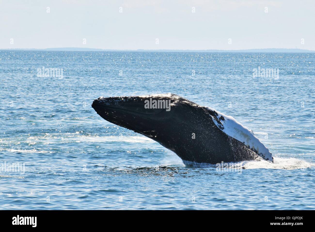 Humpback whales off the coast of Massachusetts, pectoral slapping ...
