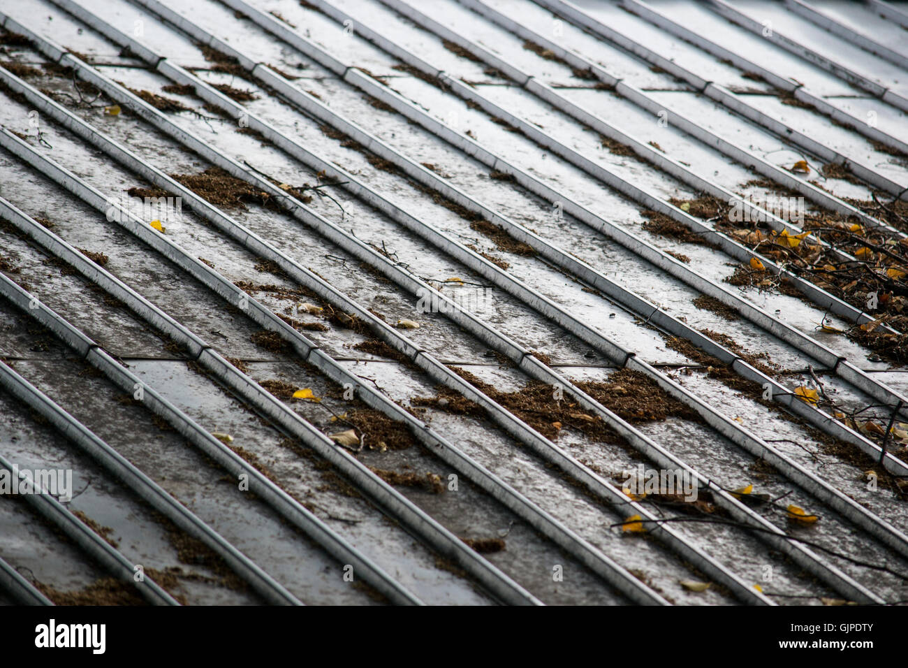 Leaves on metallic roof with pattern Stock Photo - Alamy