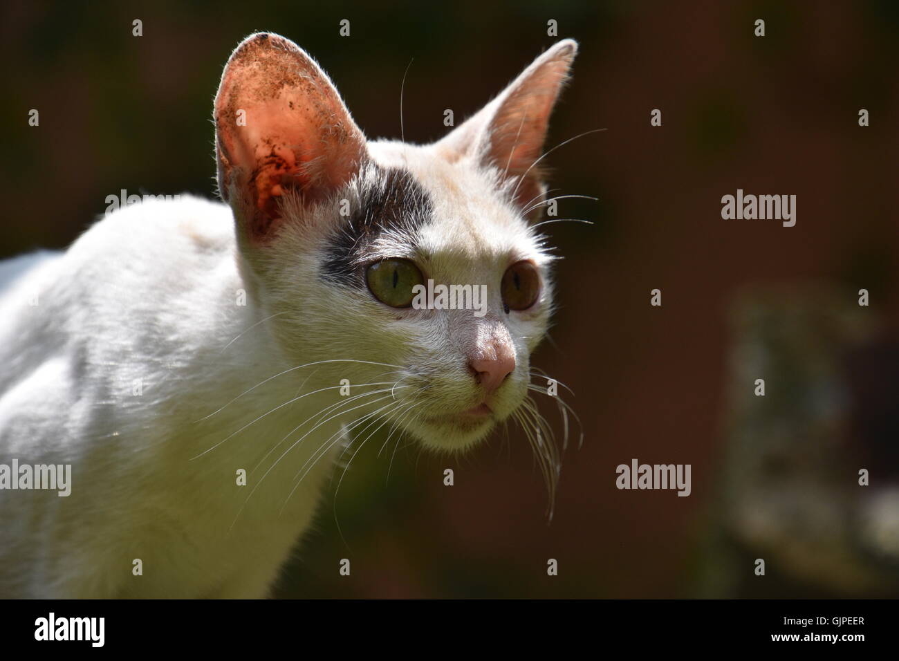 Indian stray cat hi-res stock photography and images - Alamy