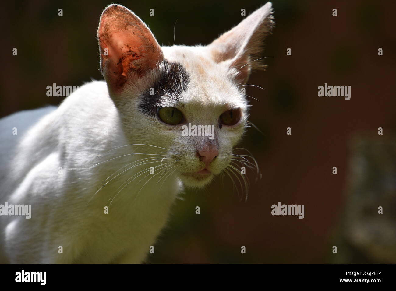 Indian Domestic Cat Stock Photo - Alamy